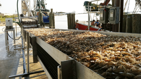 Dockmate Bulk Weigher System | Michelli Weighing & Measurement